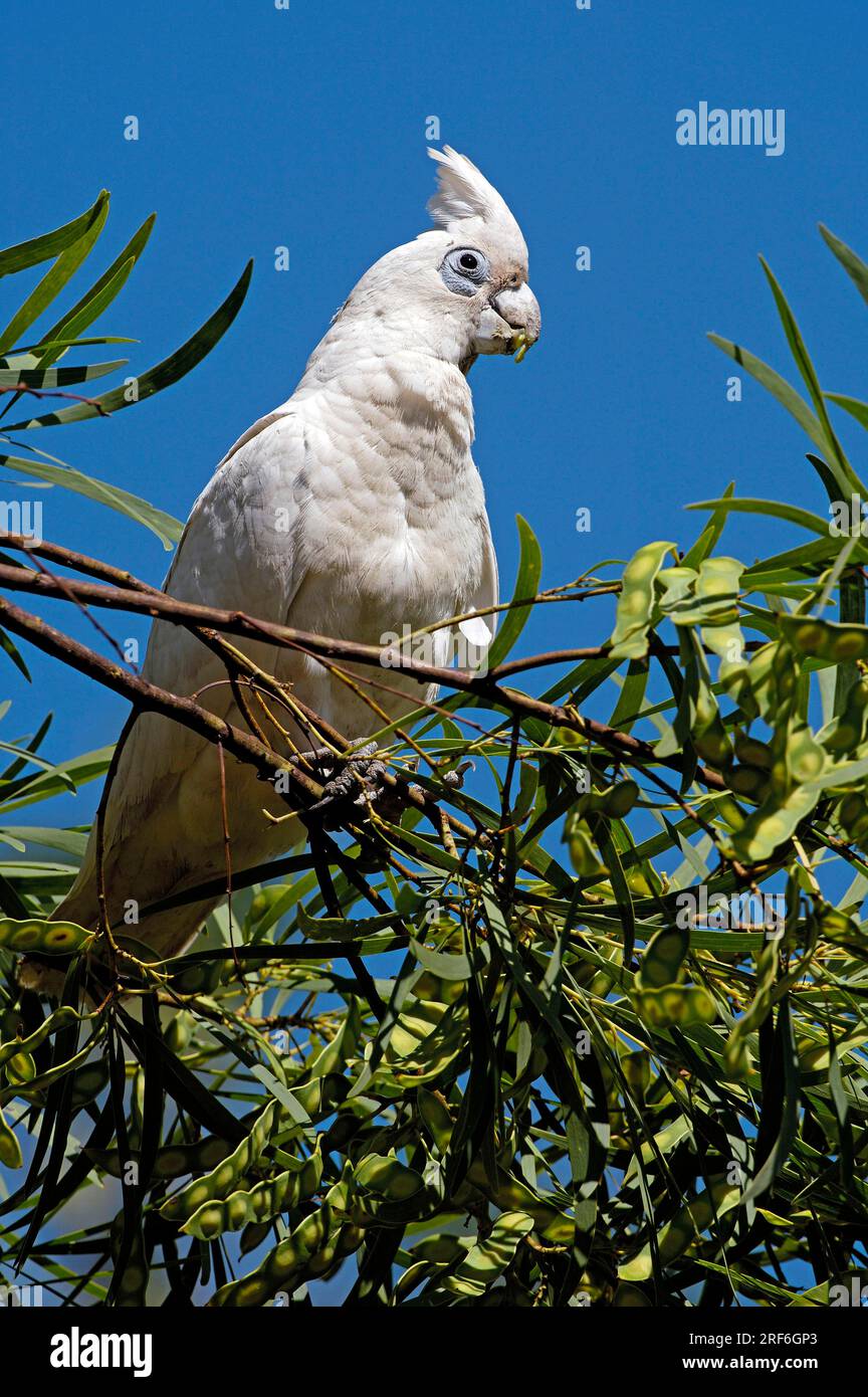 Little Corella (Cacatua sanguinea), Litchfield national park, Northern ...