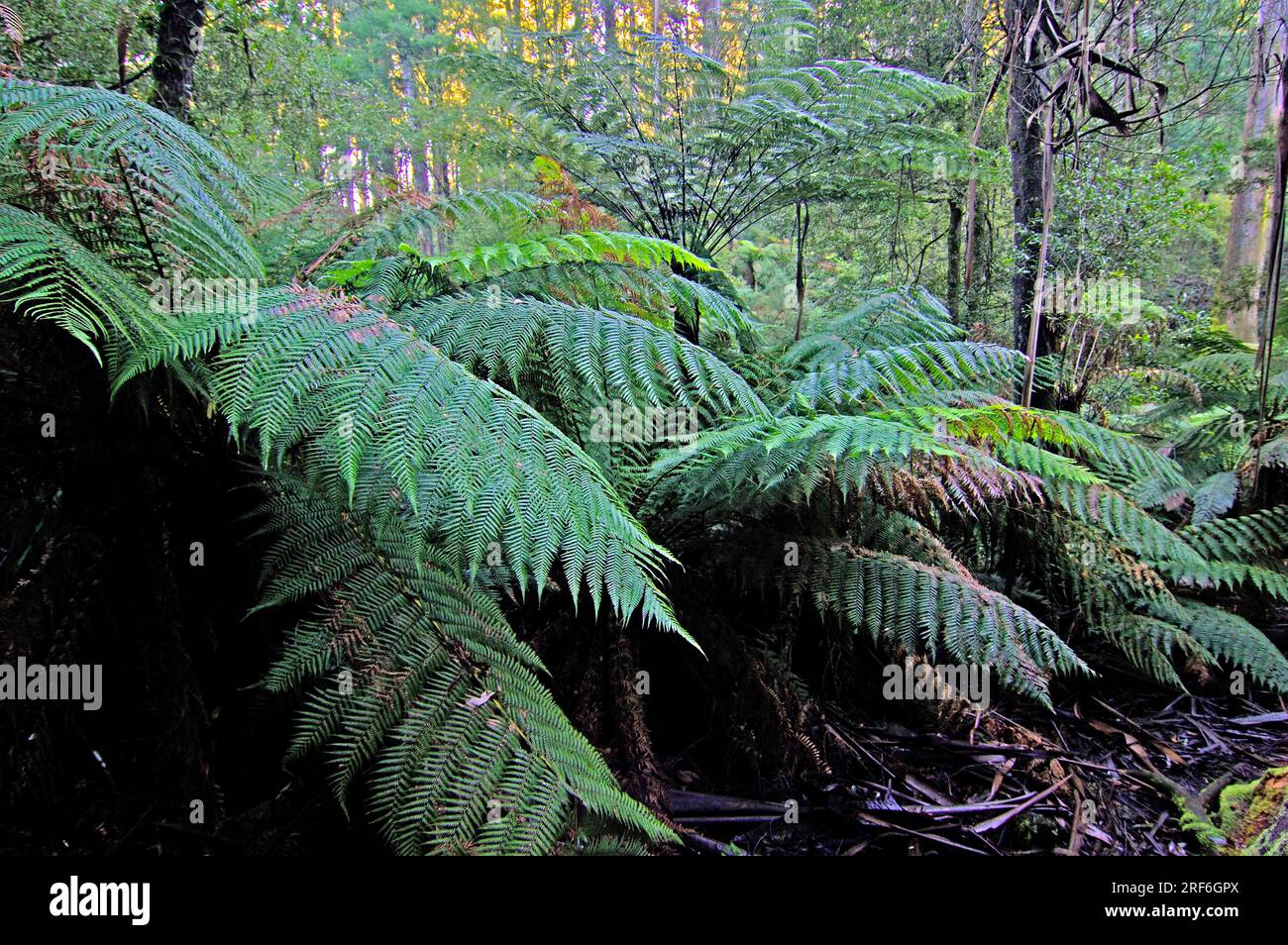 Victoria bracken hi-res stock photography and images - Alamy