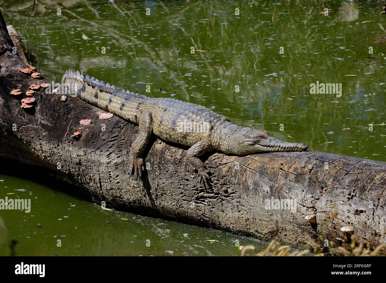 Freshwater crocodile (Crocodylus johnsoni), Lichfield National Park ...