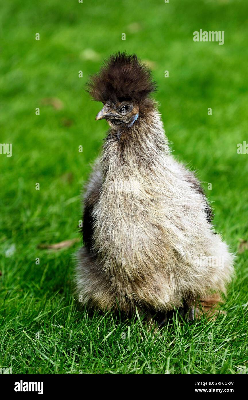 Silkie chickens, domestic fowl Stock Photo - Alamy