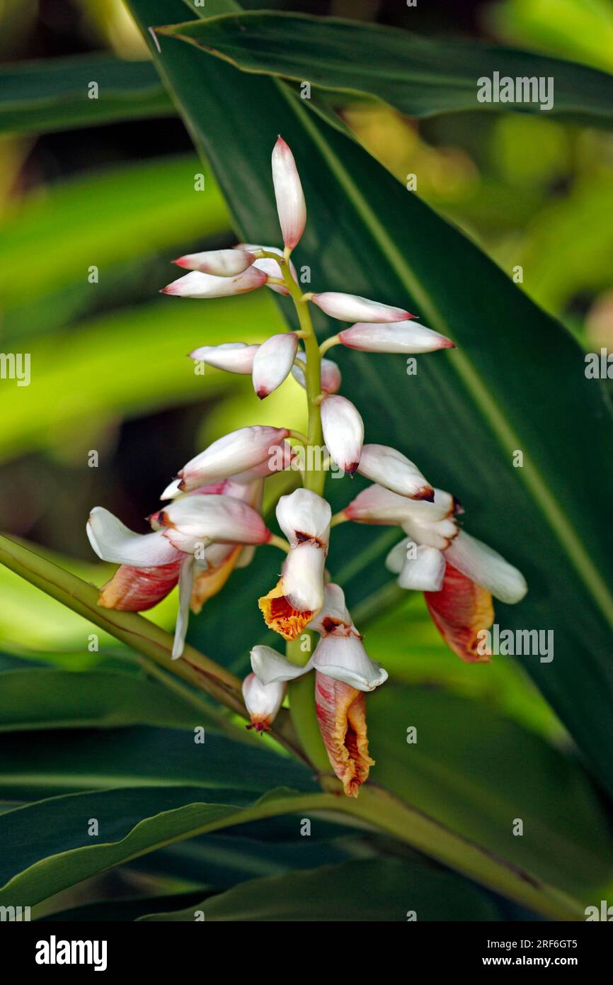 Shell ginger hi-res stock photography and images - Alamy