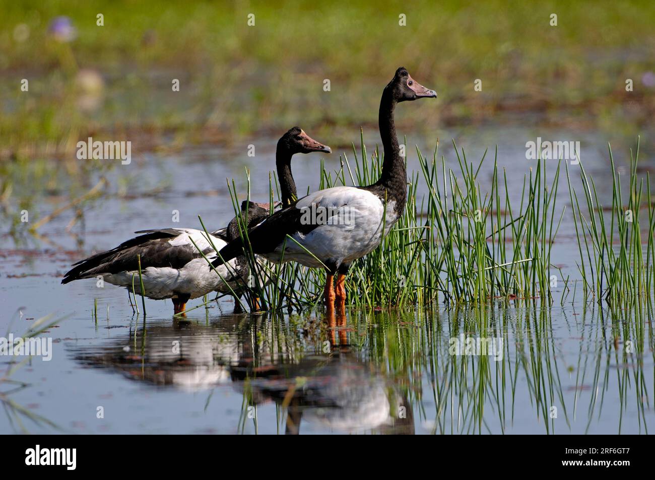 Magpie Geese, Kakadu National Park, magpie goose (Anseranas semipalmata ...