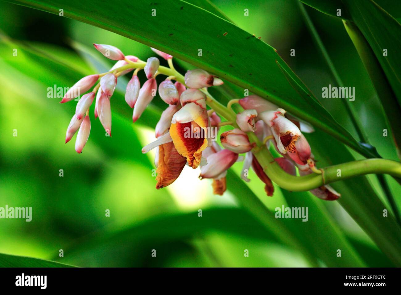 Shell ginger hi-res stock photography and images - Alamy