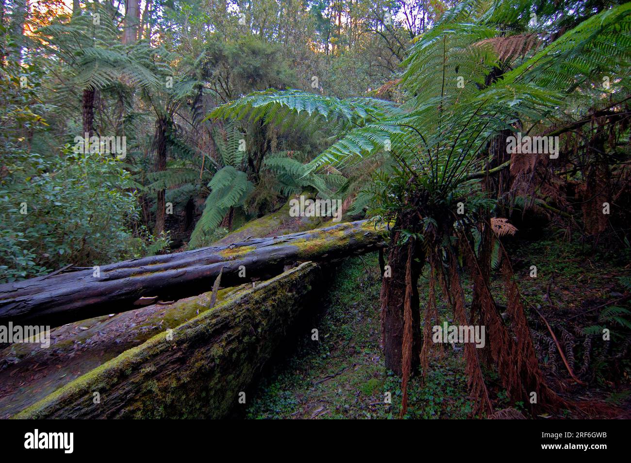 Australian bracken hi-res stock photography and images - Alamy