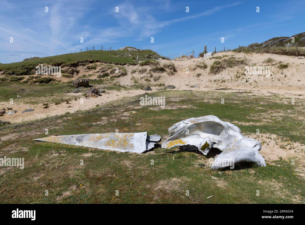 Whale bones on Kiloran Bay on the isle of Colonsay in Scotland Stock ...