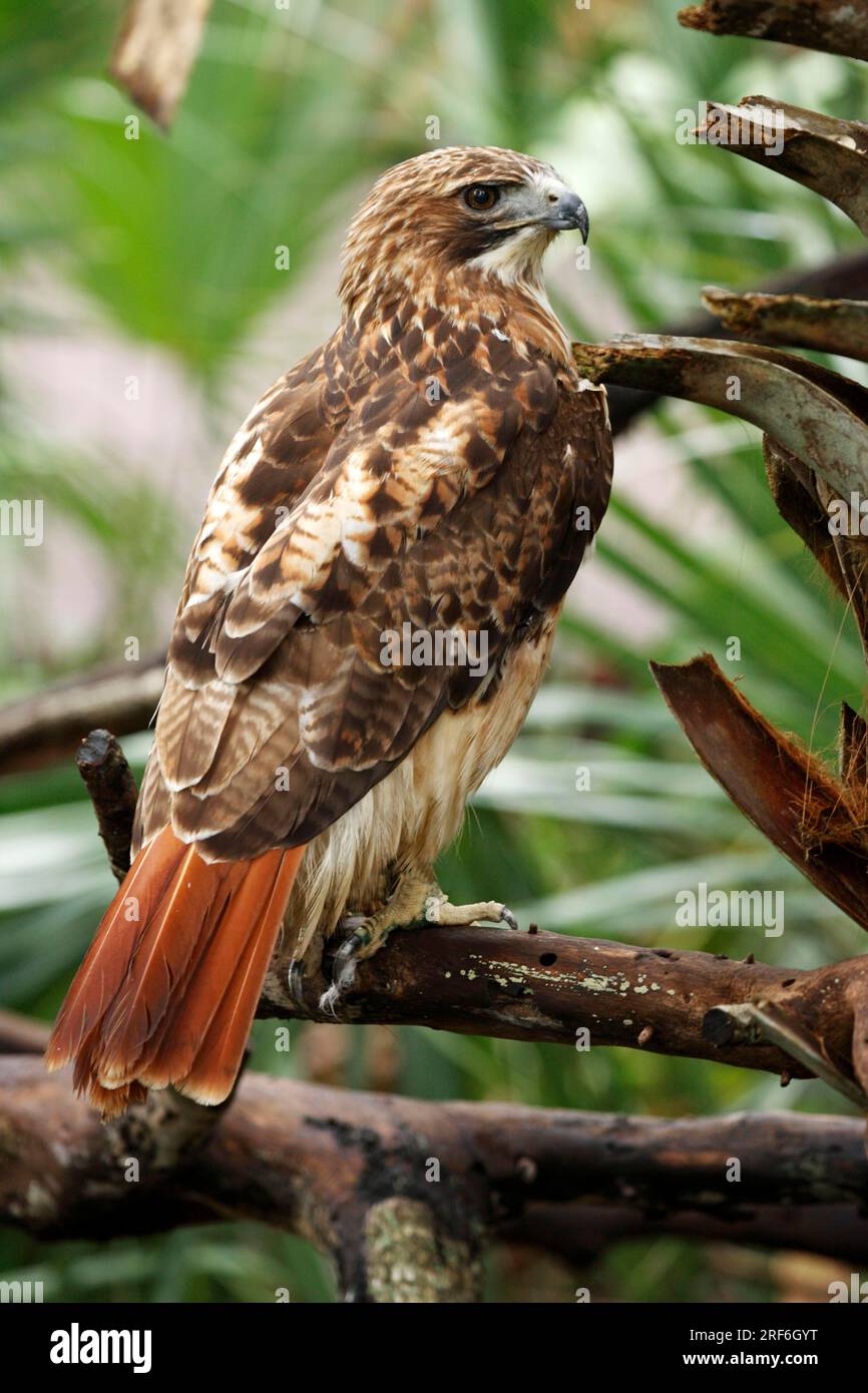 Red-Tailed Hawk (buteo jamaicensis Stock Photo - Alamy