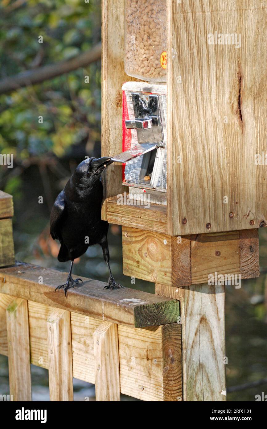 Fish crow (Corvus ossifragus) at feeder, Florida, Fish crow, USA Stock ...