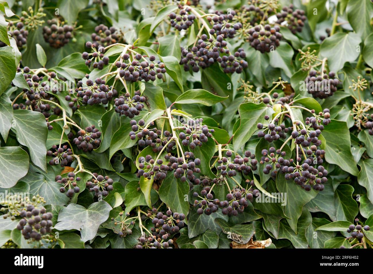 Common ivy fruit hi-res stock photography and images - Alamy