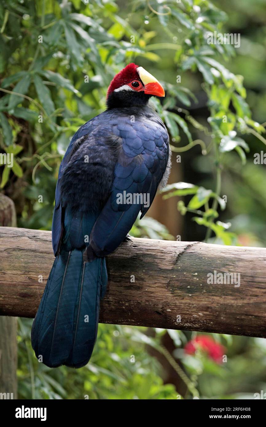 Violet turaco (Musophaga violacea), Purple Plantain Eater, Cuckoos ...