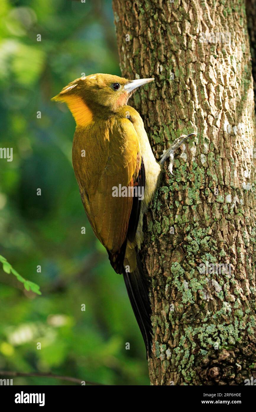 Yellownape woodpecker hi-res stock photography and images - Alamy