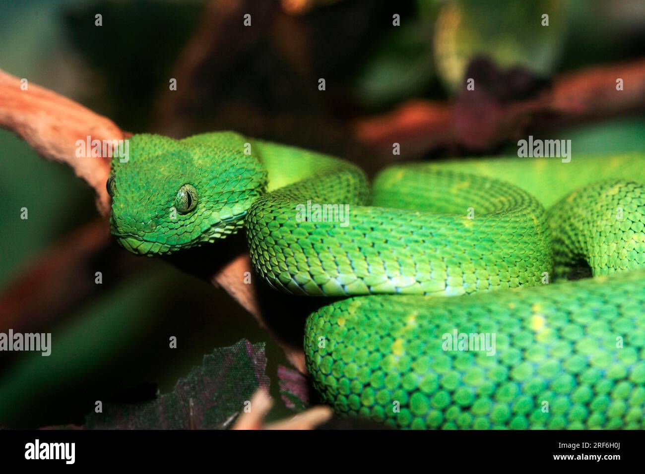Green bush viper (Atheris chlorechis Stock Photo - Alamy