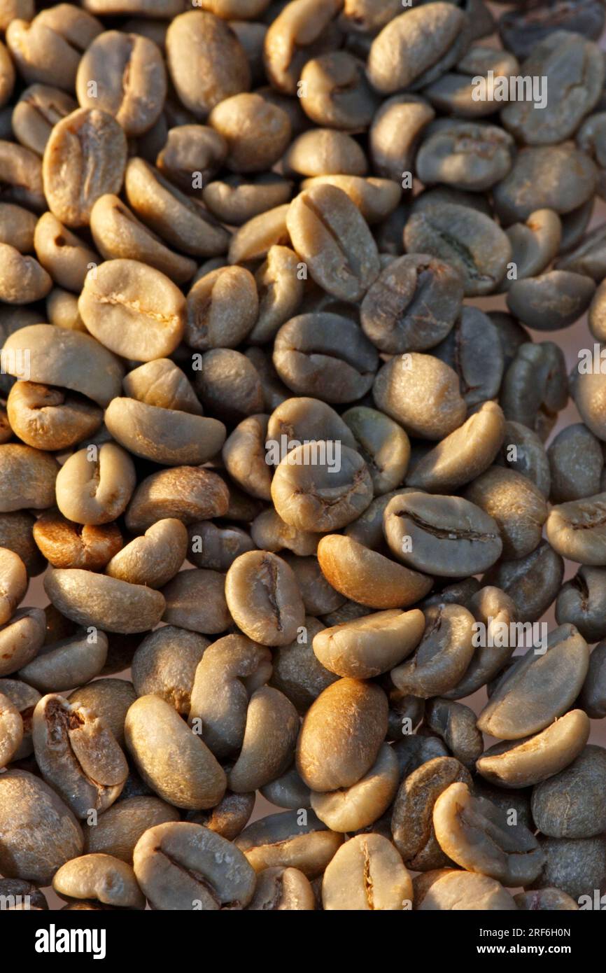 Raw, coffee tree (Coffea), coffee beans, coffee bean Stock Photo - Alamy