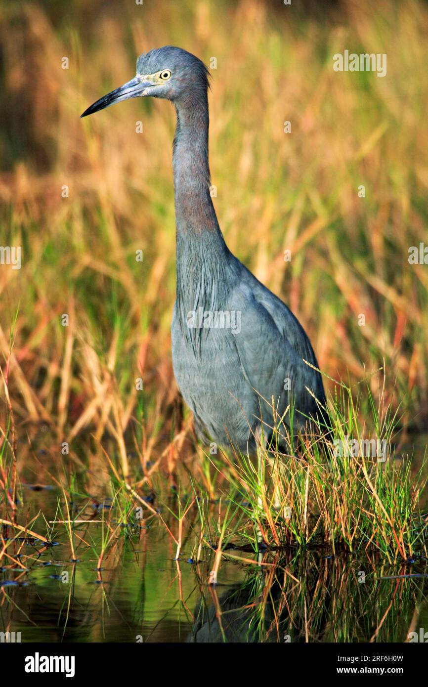 Little blue heron (Egretta caerulea), Florida, USA Stock Photo - Alamy