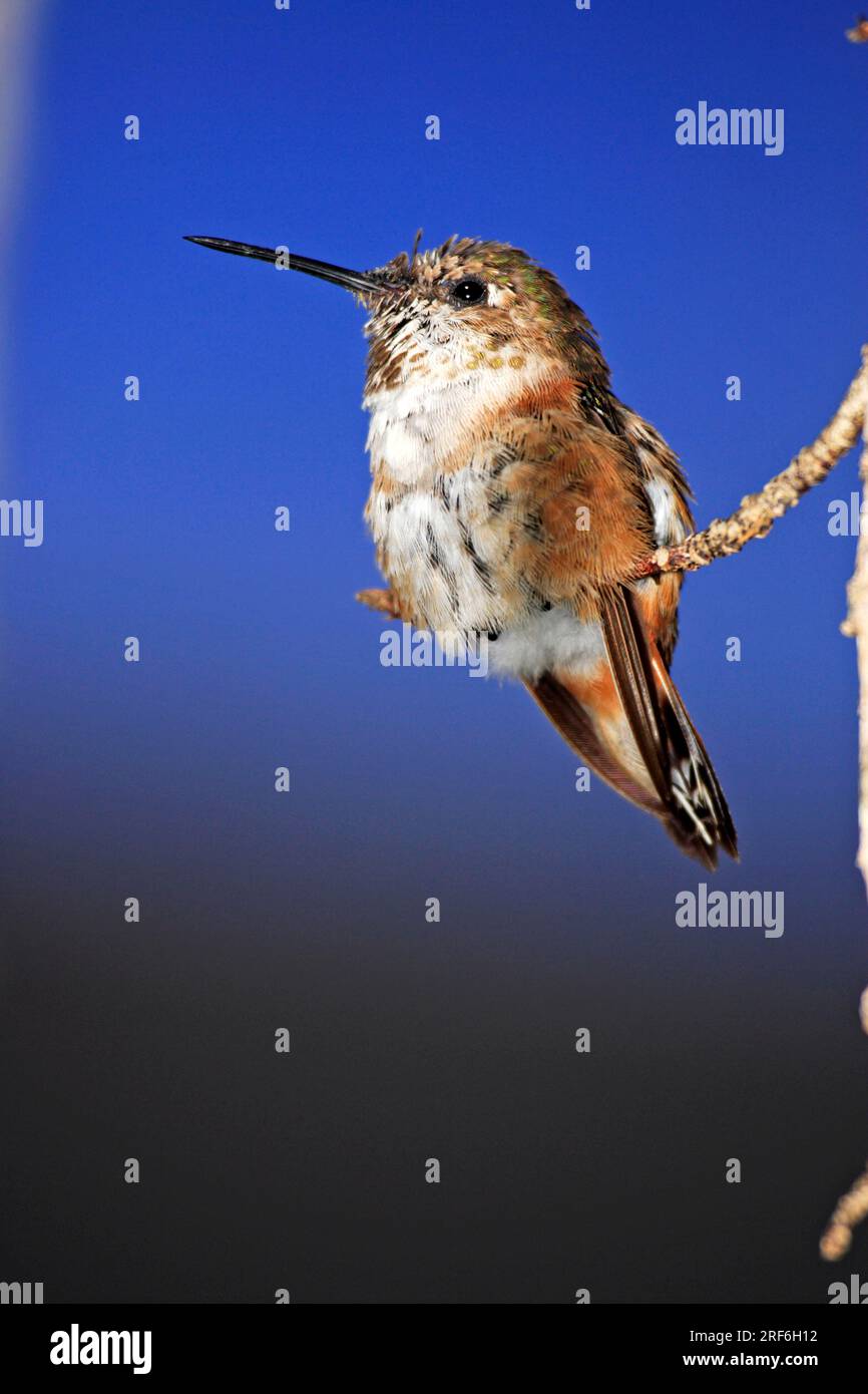 Broad-Tailed Hummingbird (Selasphorus platycercus), female, USA Stock ...