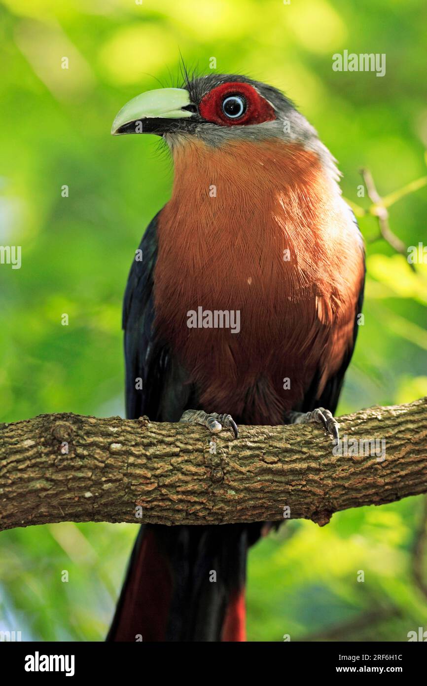 Chestnut breasted malkoha malaysia hi-res stock photography and images ...