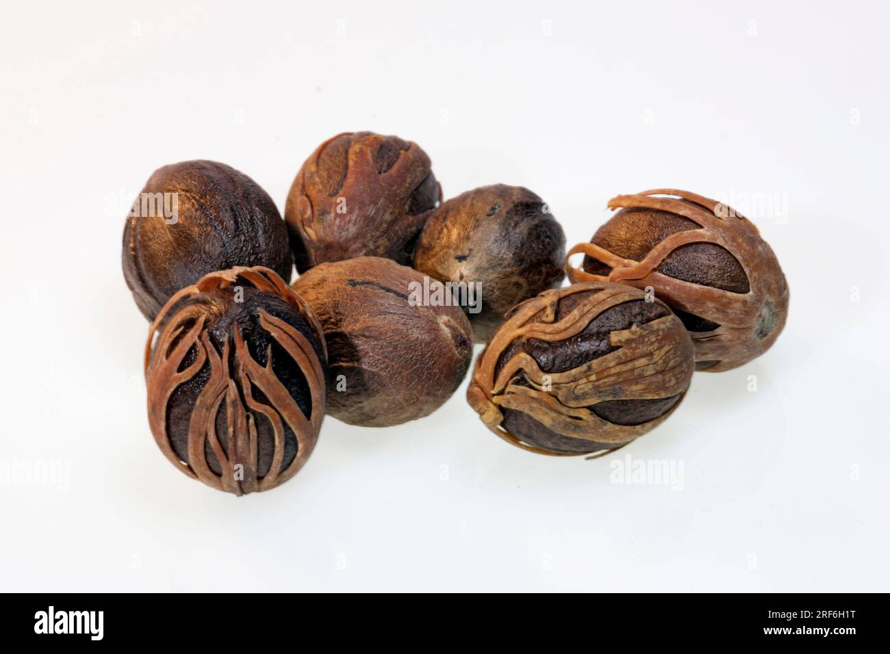 Nutmeg tree fruit hi-res stock photography and images - Alamy
