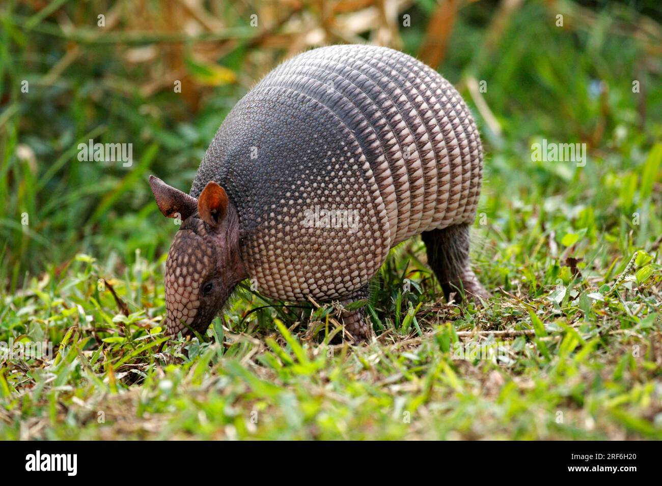Nine banded armadillo dasypus novemcinctus adult hi-res stock ...