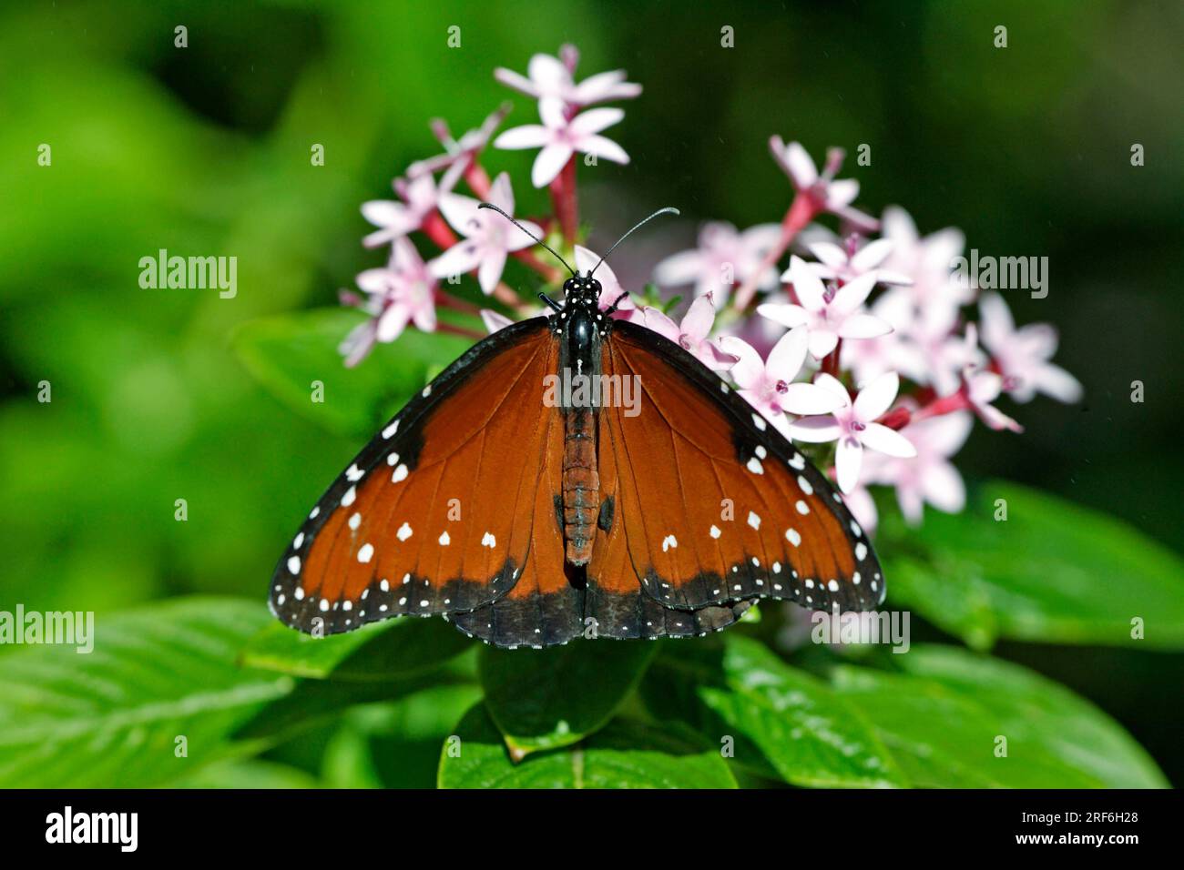 Small monarch butterfly (Danaus gilippus), releasable, USA Stock Photo ...