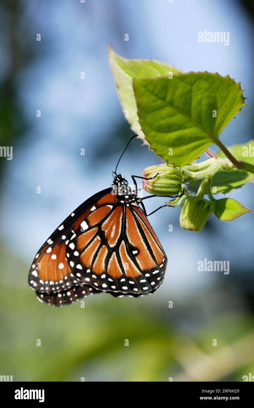 Small monarch hi-res stock photography and images - Alamy