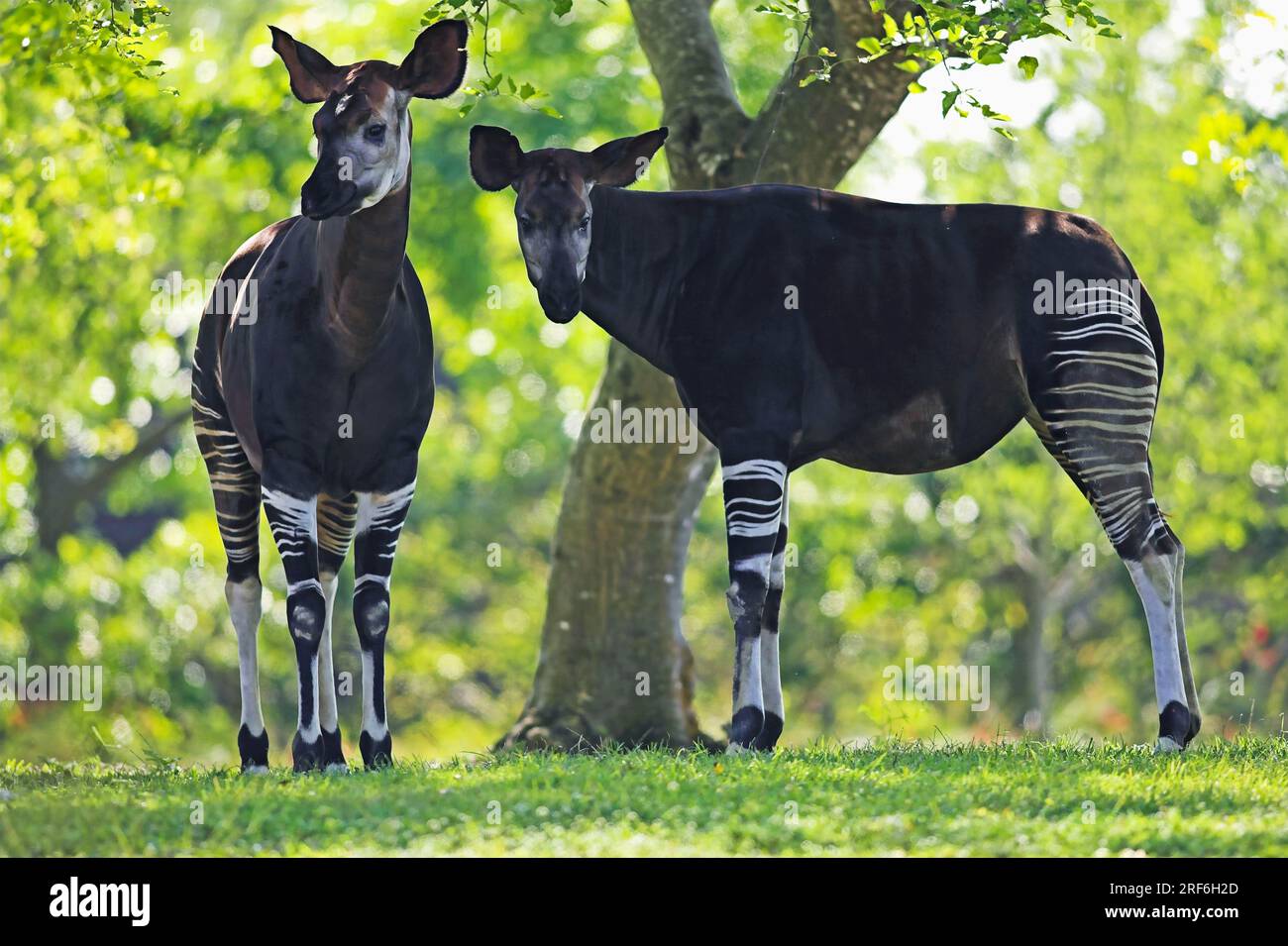 Okapis (Okapi johnstoni Stock Photo - Alamy