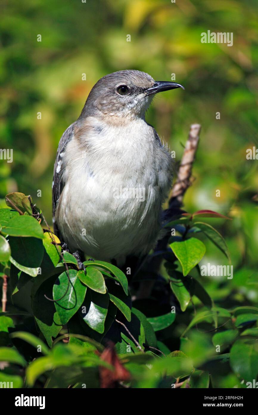 Mockingbird, Florida (Mimus polyglottus), USA Stock Photo - Alamy