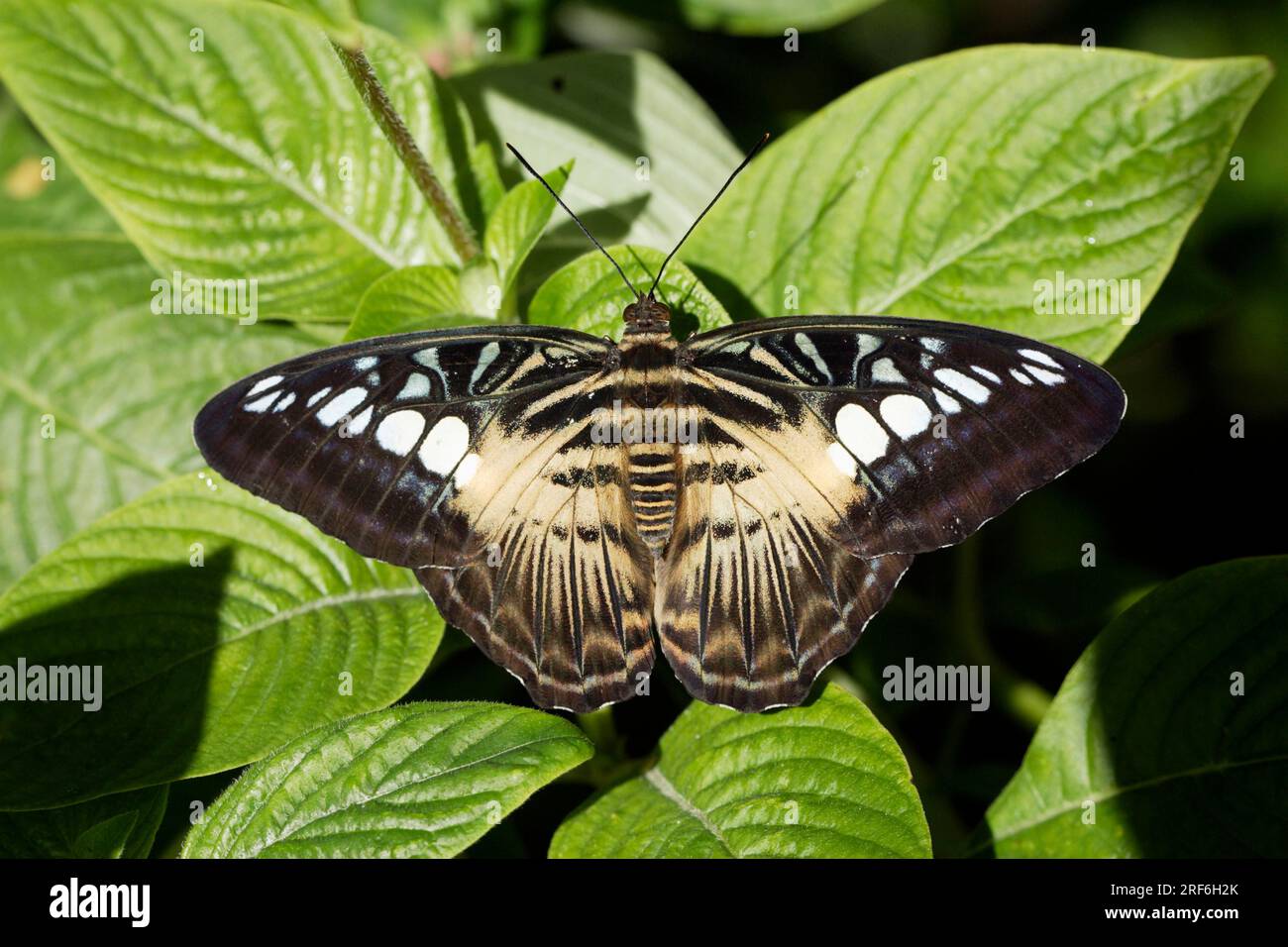 Clipper (Parthenos sylvia violacea), Malay blue Stock Photo - Alamy