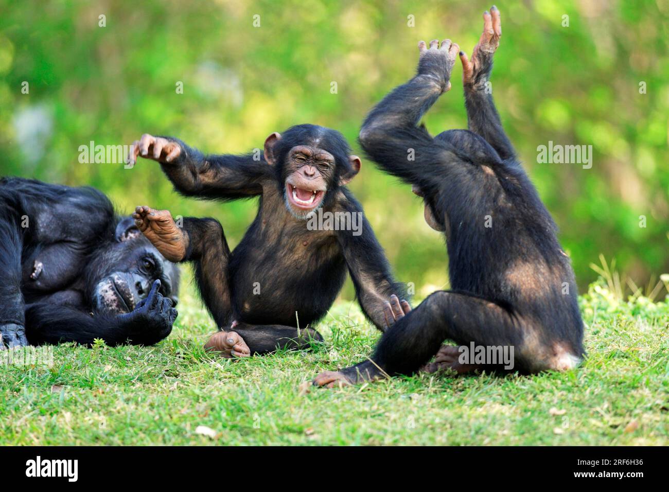 Common chimpanzee (Pan troglodytes) and young animals Stock Photo - Alamy