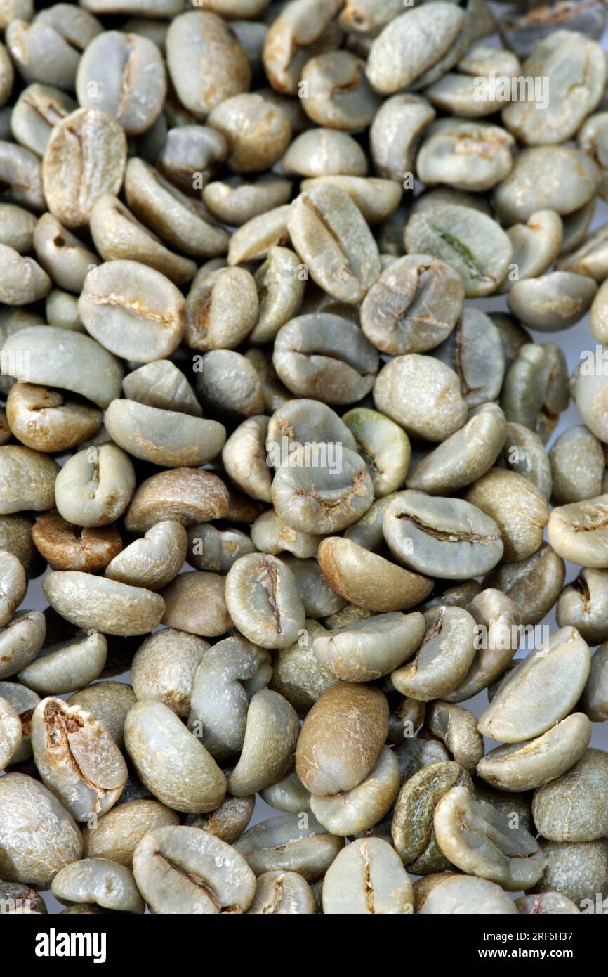 Raw, coffee tree (Coffea), coffee beans, coffee bean Stock Photo - Alamy