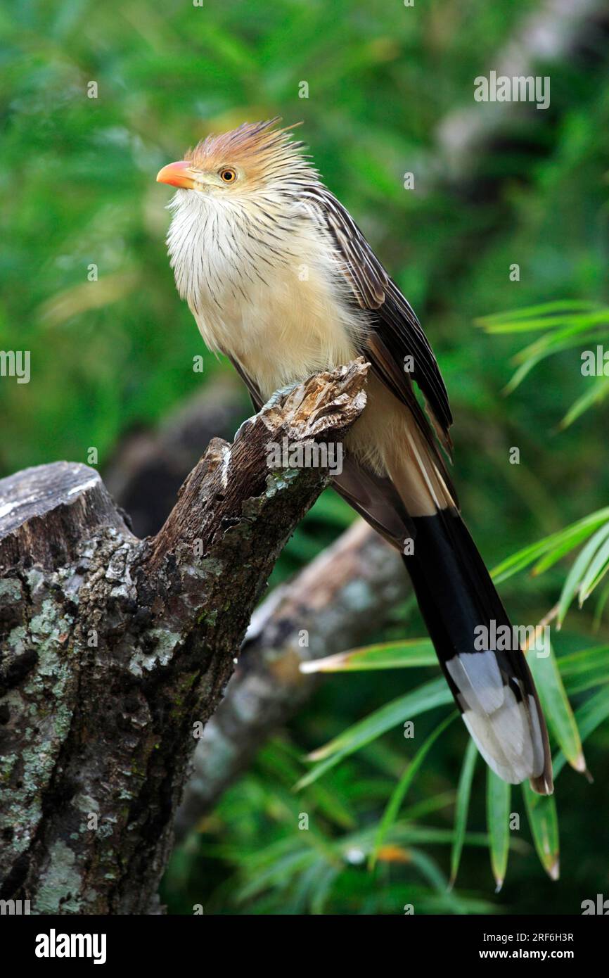 South american bird guira cuckoo hi-res stock photography and images ...
