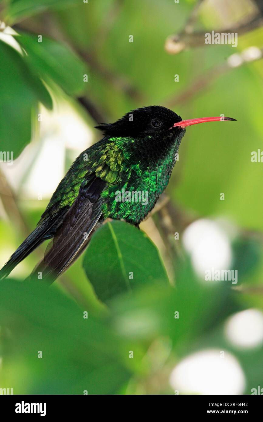Pennant-tailed male (Trochilus polytmus), Red-billed Jamaican Sylph ...