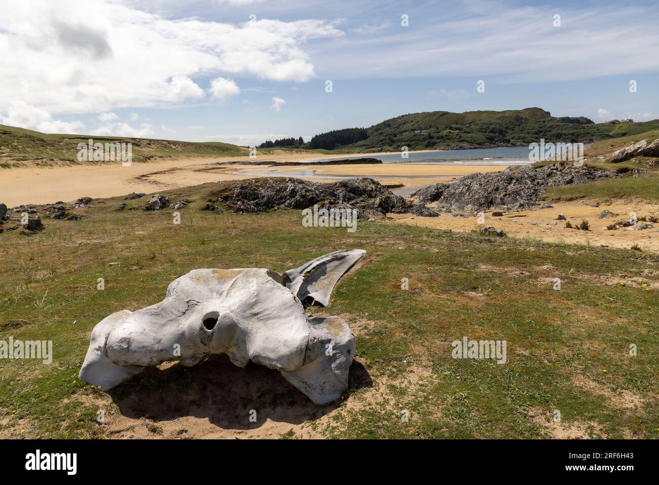 Whale skull bones hi-res stock photography and images - Alamy