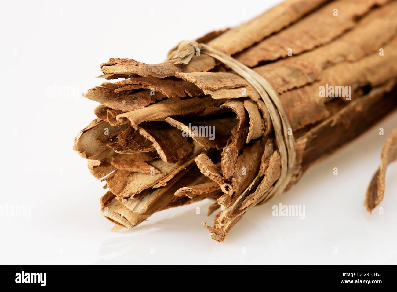Cinnamon tree hi-res stock photography and images - Alamy