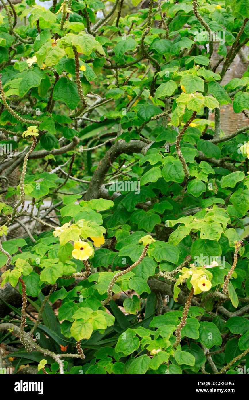 Mousetrap tree, Madagascar Stock Photo - Alamy