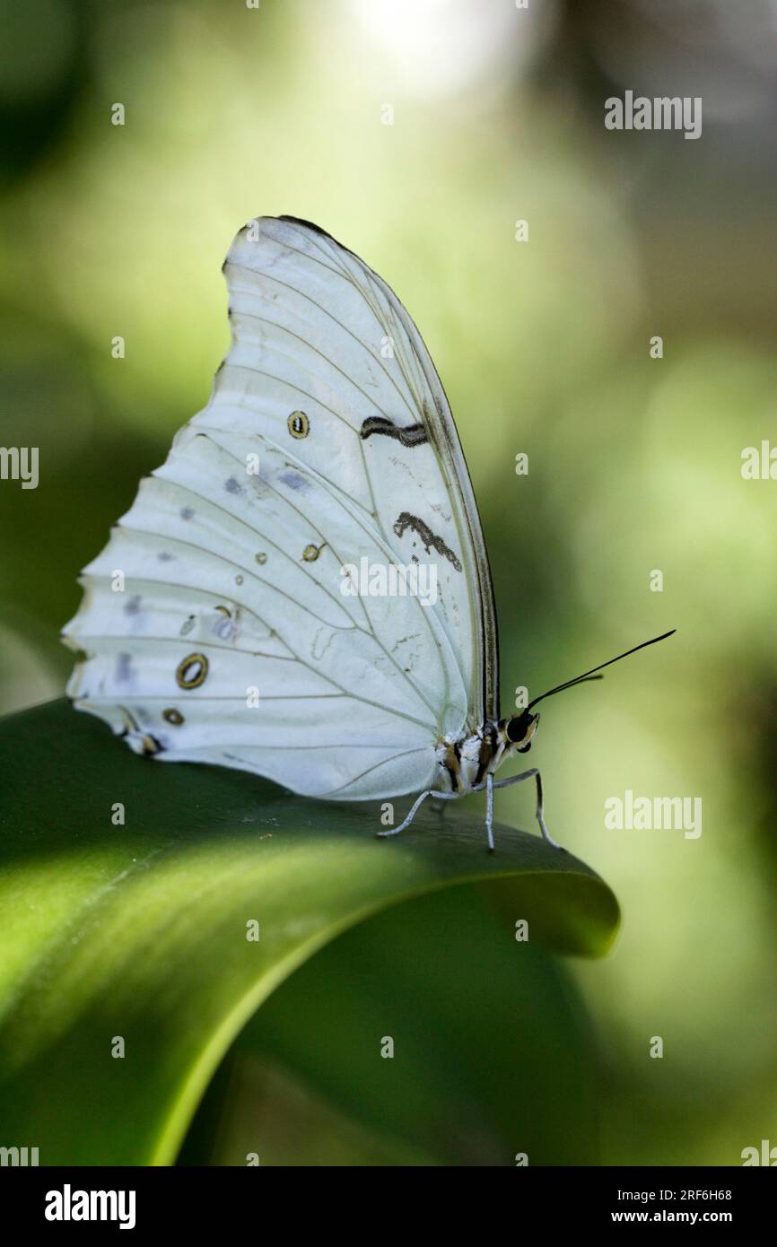 White white morpho (Morpho polyphemus Stock Photo - Alamy