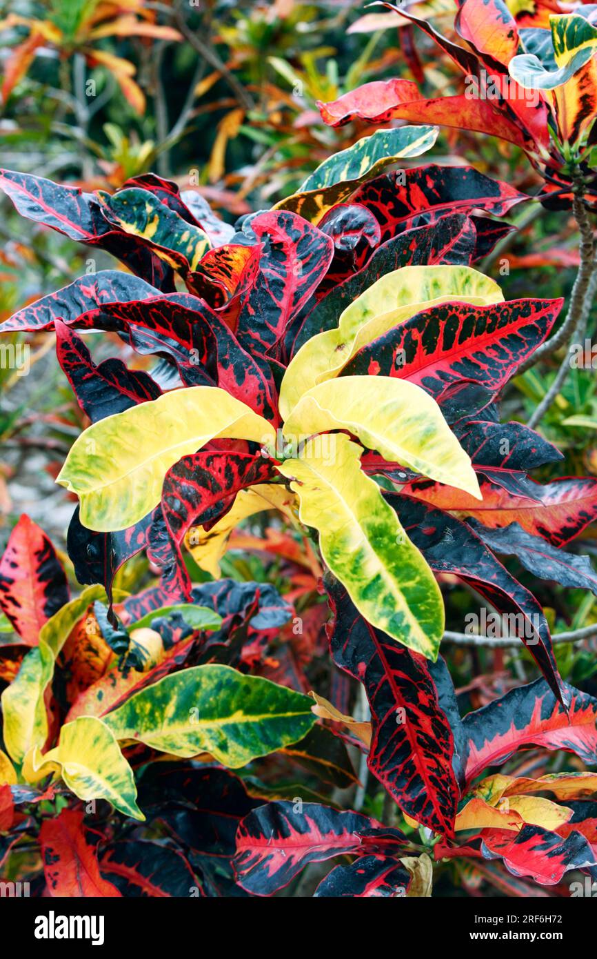 Croton (Codiaeum variegatum pictum Stock Photo - Alamy