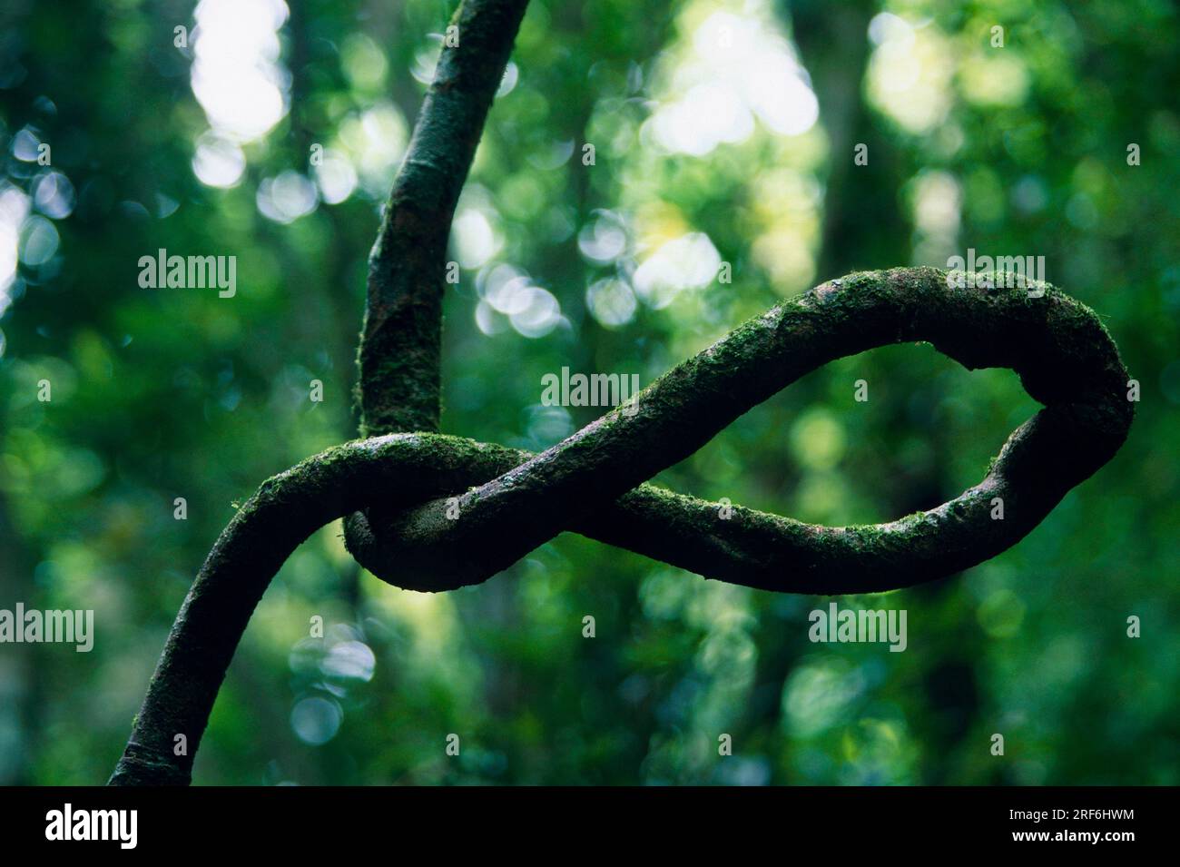 Fig tree, Lamington national park, Queensland (Ficus bengalensis ...