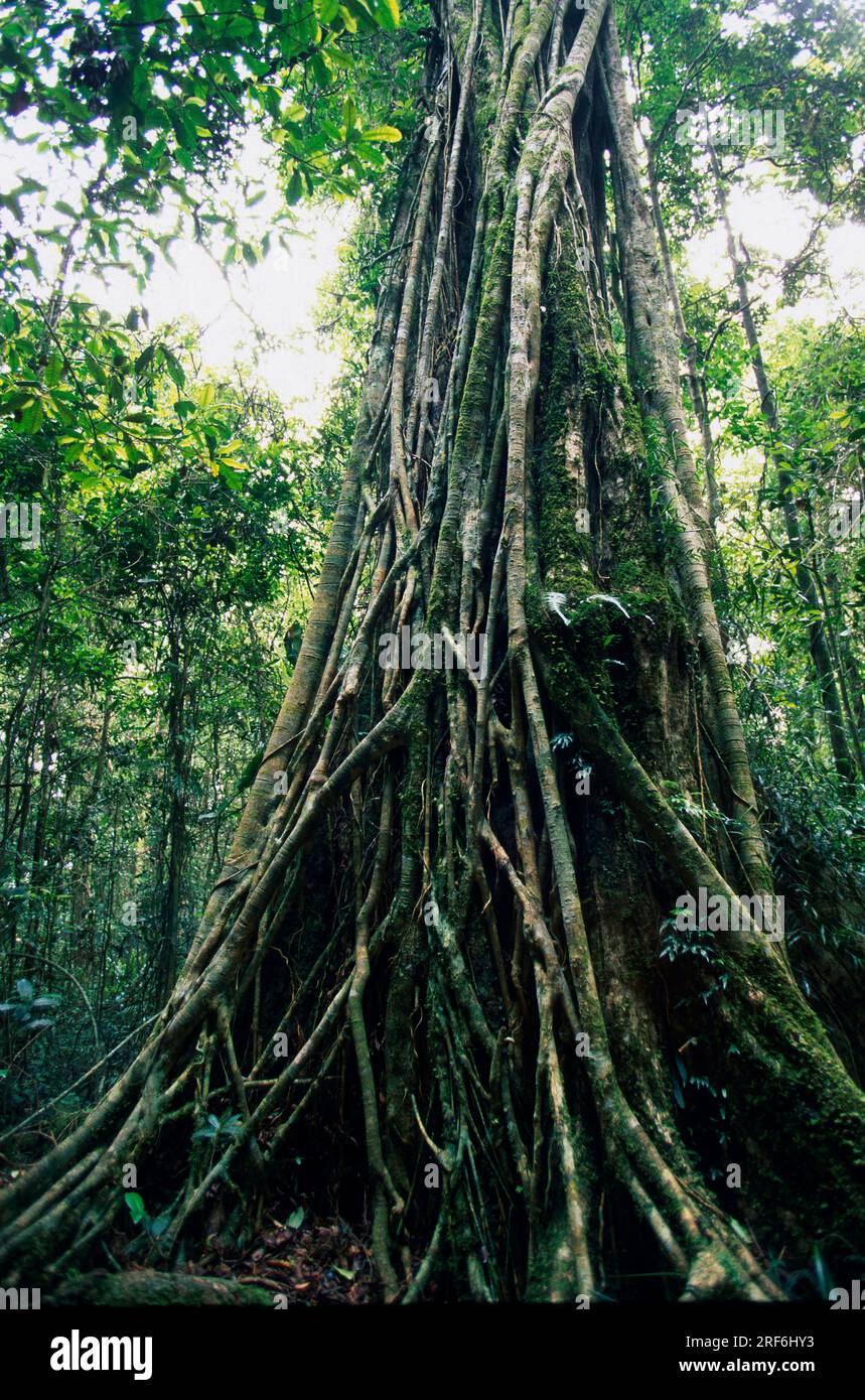 Fig tree, Lamington national park, Queensland (Ficus bengalensis ...