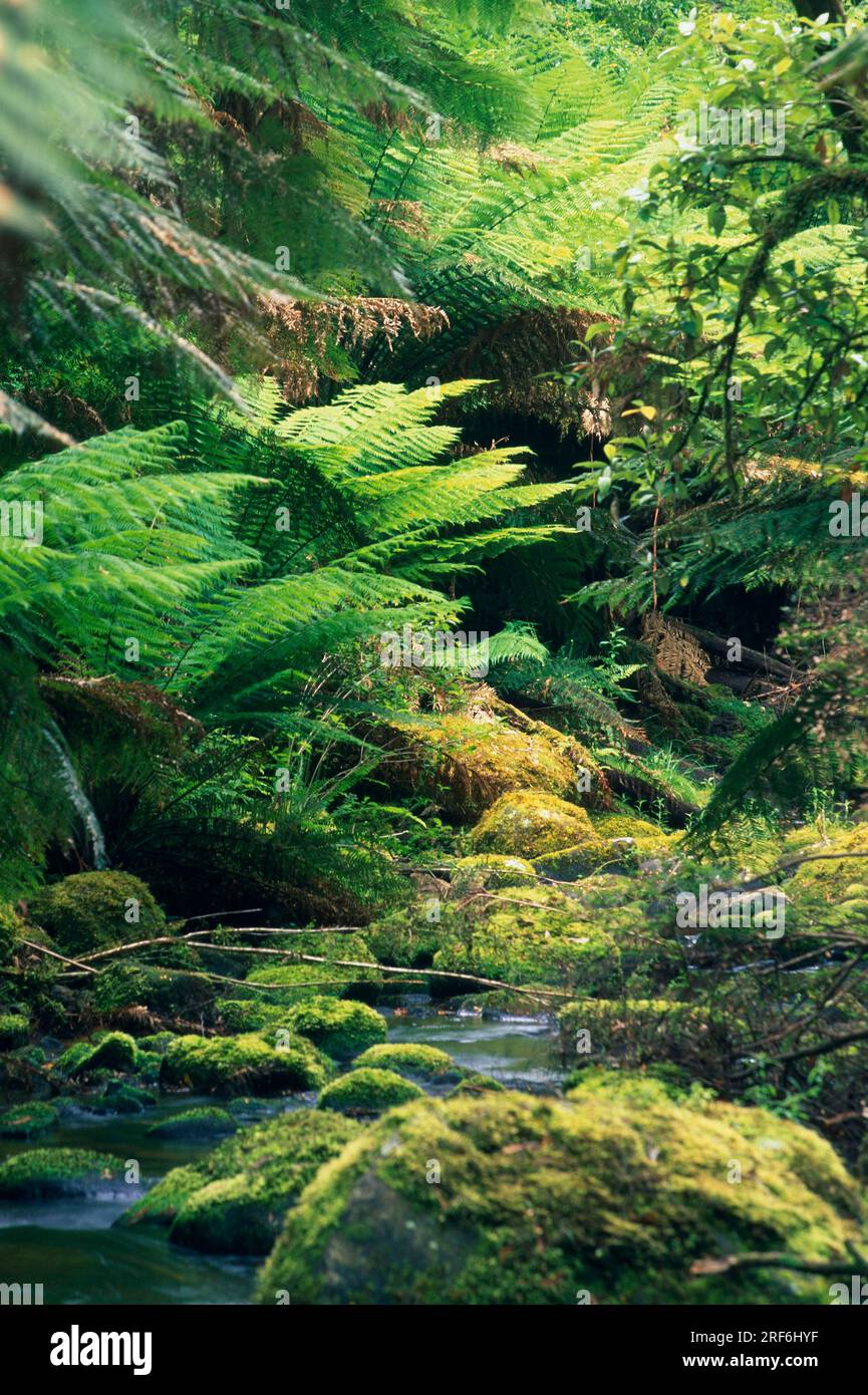Rainforest with tree fern, Otway National Park (Victoria), Australia ...