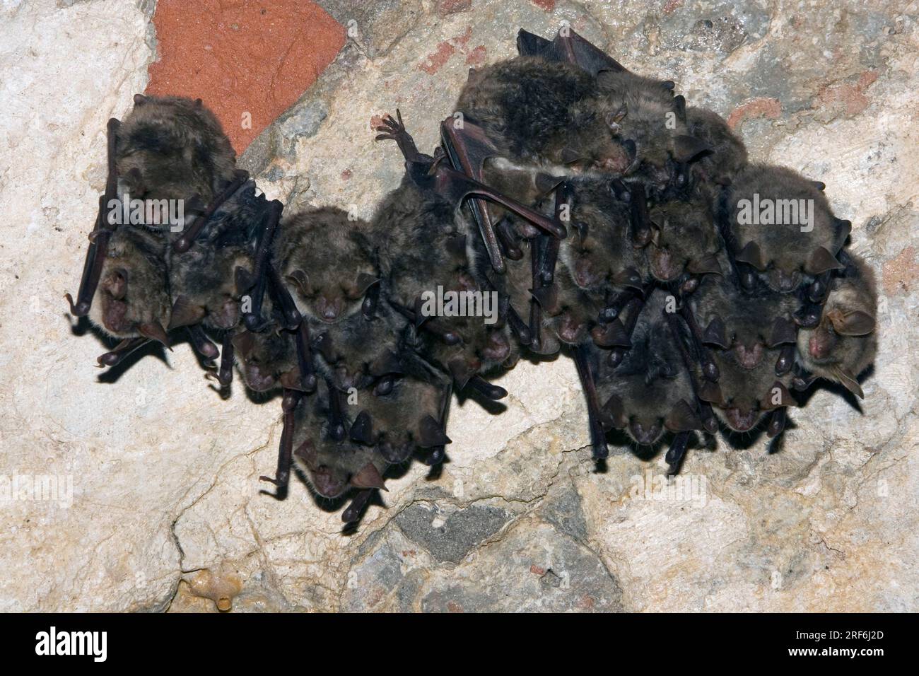 Greater mouse-eared bats (Myotis myotis), Brandenburg, Giant bat ...