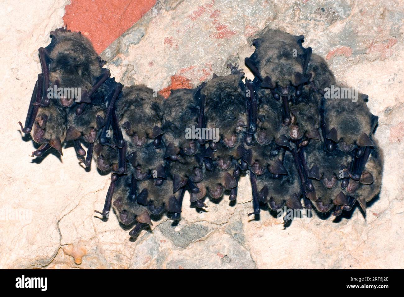 Greater Mouse-eared Bats (Myotis myotis), Brandenburg, Germany Stock ...