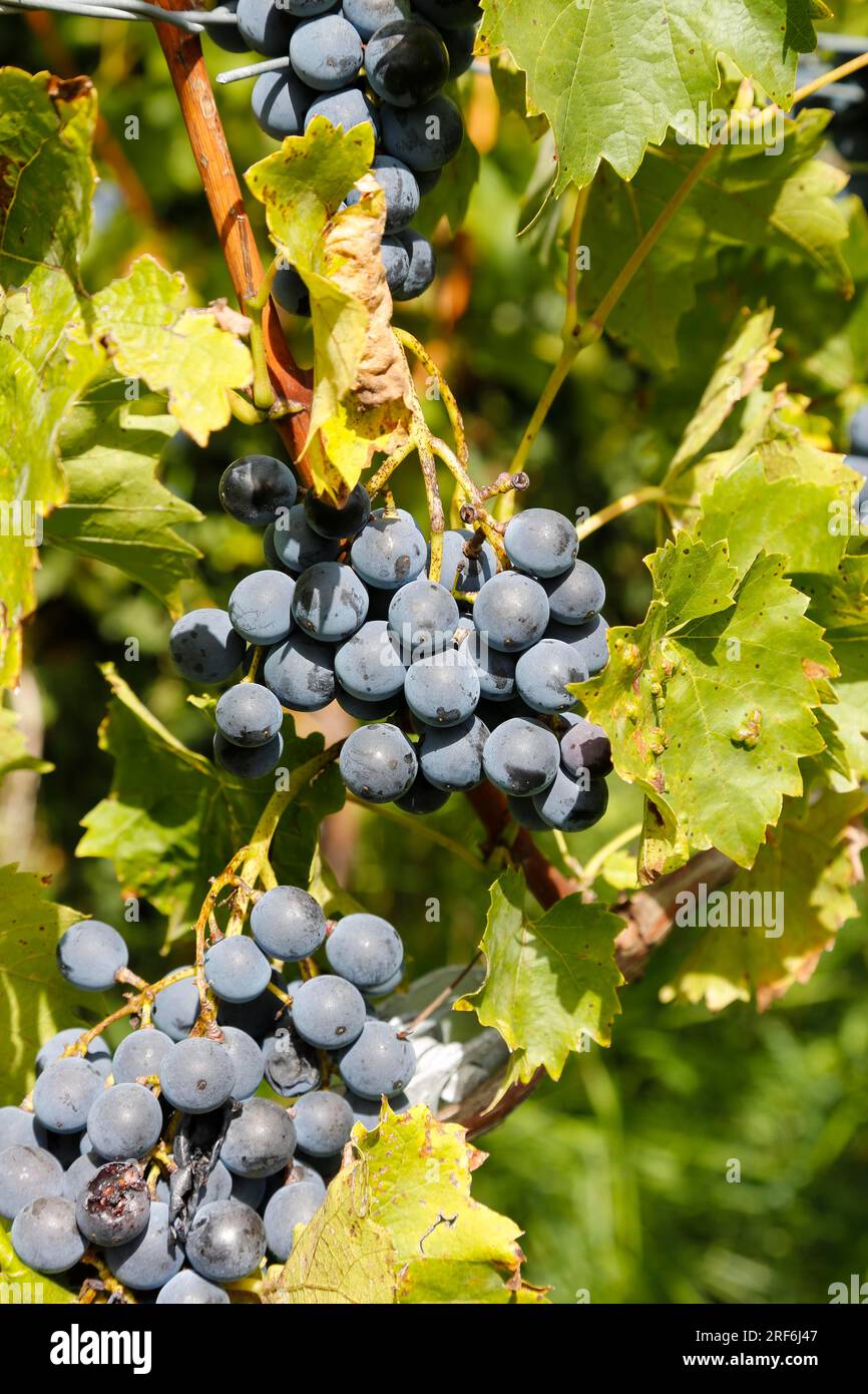 Grapes in front of Gomaringen Castle, vines, blue grapes, Gustav Schwab ...
