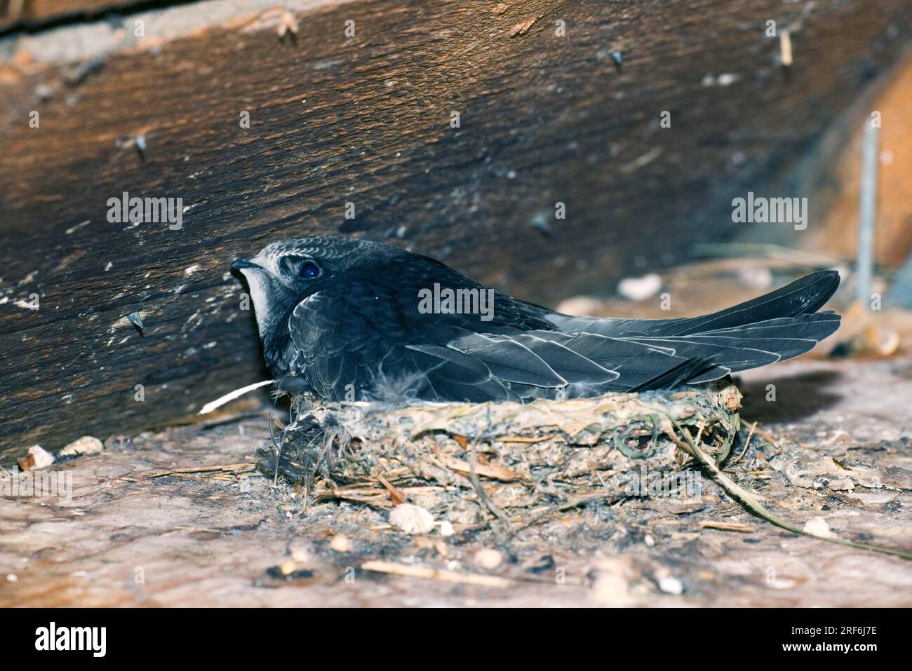 Swift nest hi-res stock photography and images - Alamy