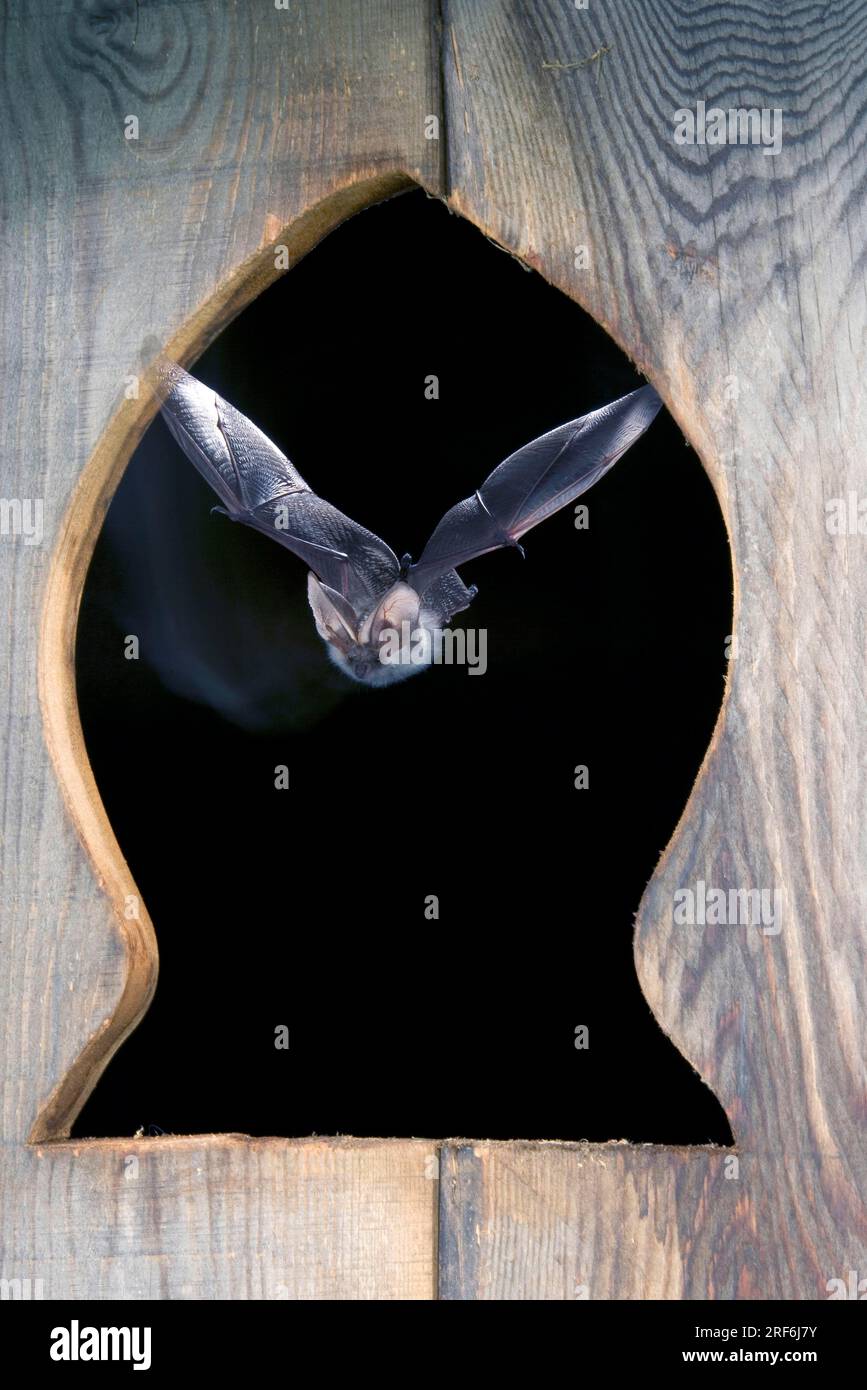 Bat flying insect hi-res stock photography and images - Alamy