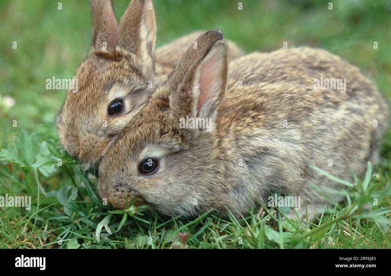 Rabbits eat grass hi-res stock photography and images - Alamy