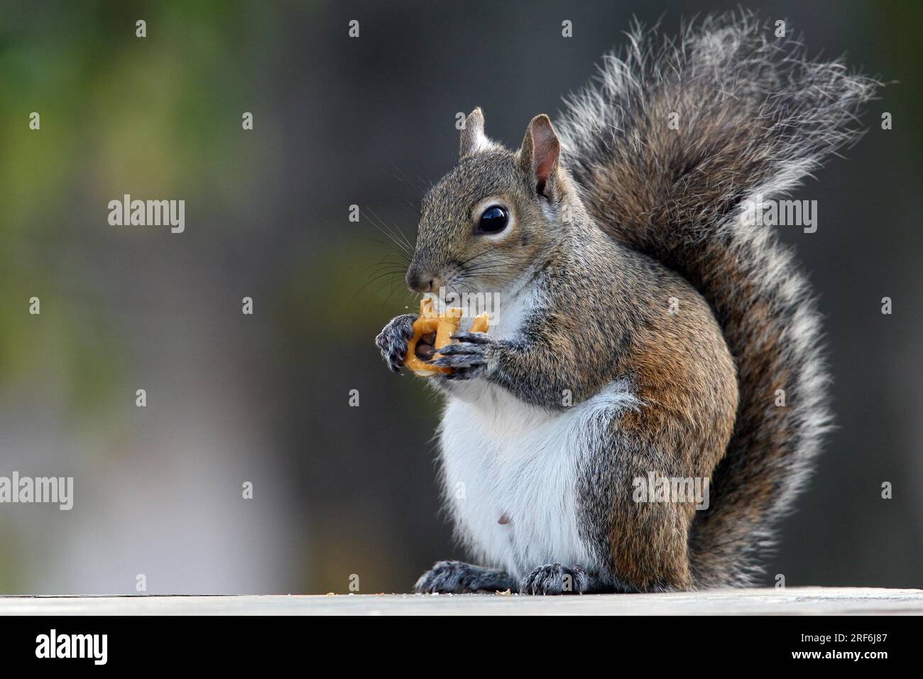 Eastern grey squirrel Stock Photo - Alamy