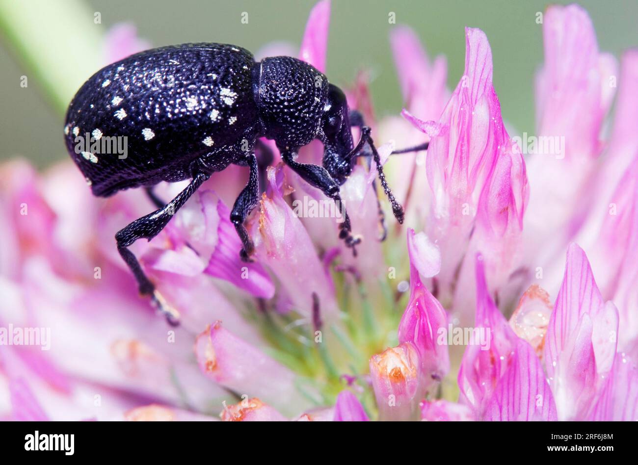 Weevil, Austria (Polydrosus picus) (Polydrusus picus Stock Photo - Alamy