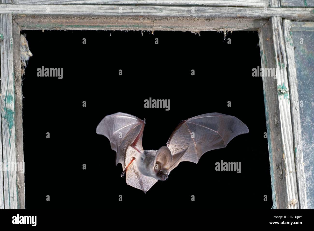 Bat flying insect hi-res stock photography and images - Alamy
