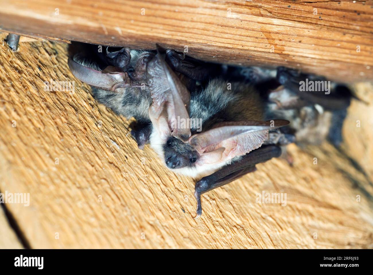 Alpine long-eared bat (Plecotus alpinus), Austria Stock Photo - Alamy