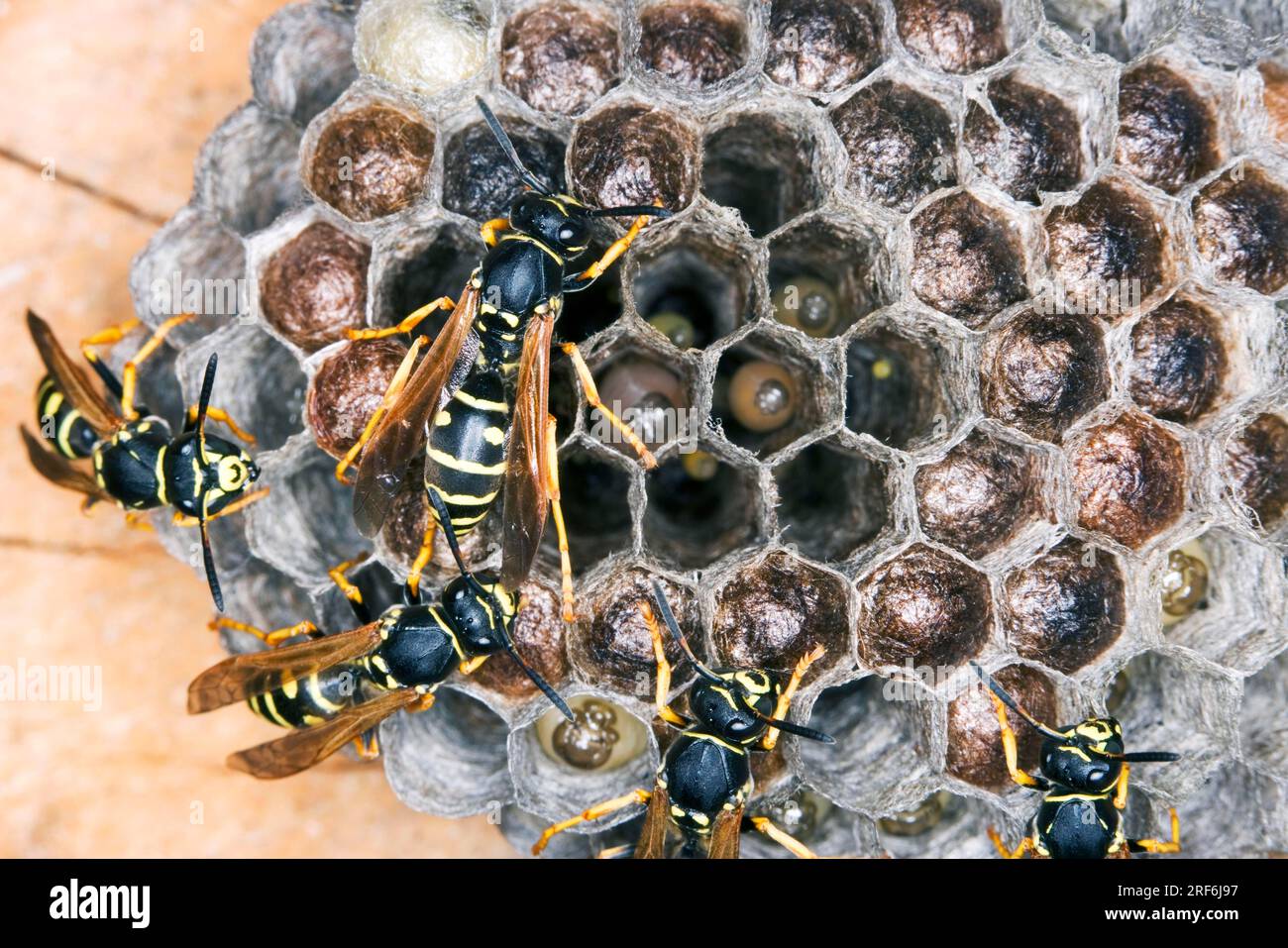 Polistes gallicus hi-res stock photography and images - Alamy