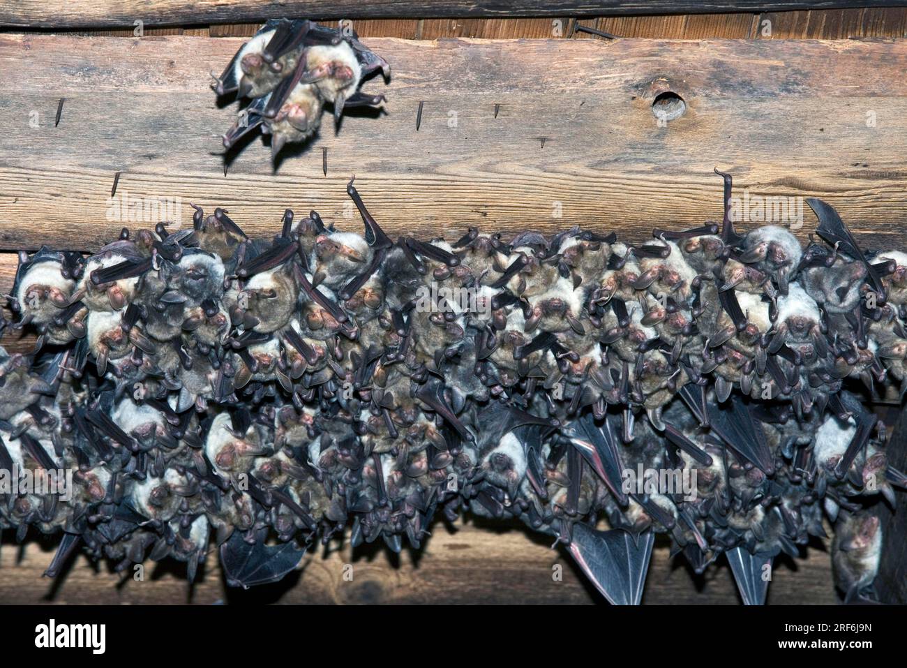 Greater Mouse-eared Bats (Myotis myotis), Austria Stock Photo - Alamy